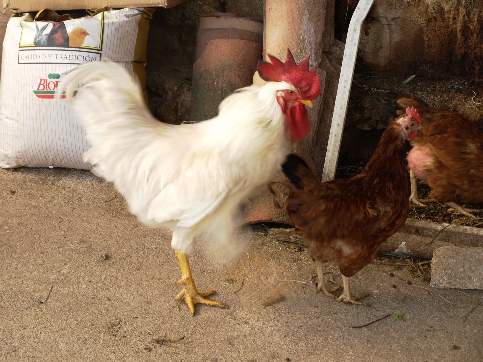Viajar En Mi Nube Particular II: Gallinas y polluelos.