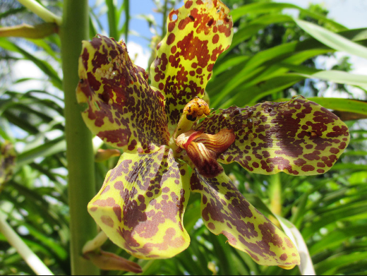 Jenis Bunga Anggrek Yang ada Indonesia Yang Paling Populer | Bertanam