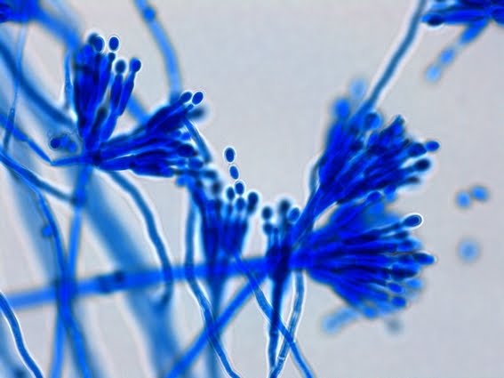 Paecilomyces variotii - Alchetron, The Free Social Encyclopedia