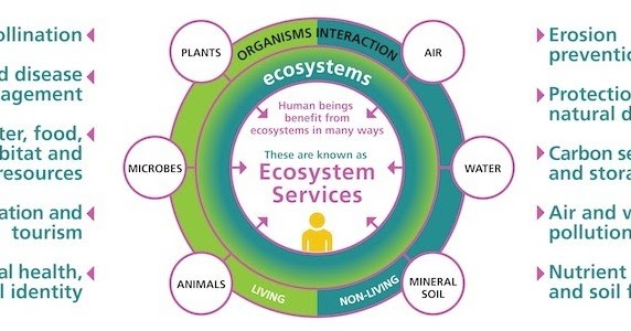 Environmental Sciences: Diagrammatic representation of Ecosystem Services