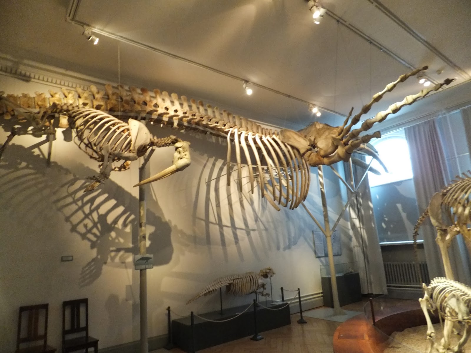 Annen jutut: HELSINKI LUONNONTIETEELLINEN MUSEO 2