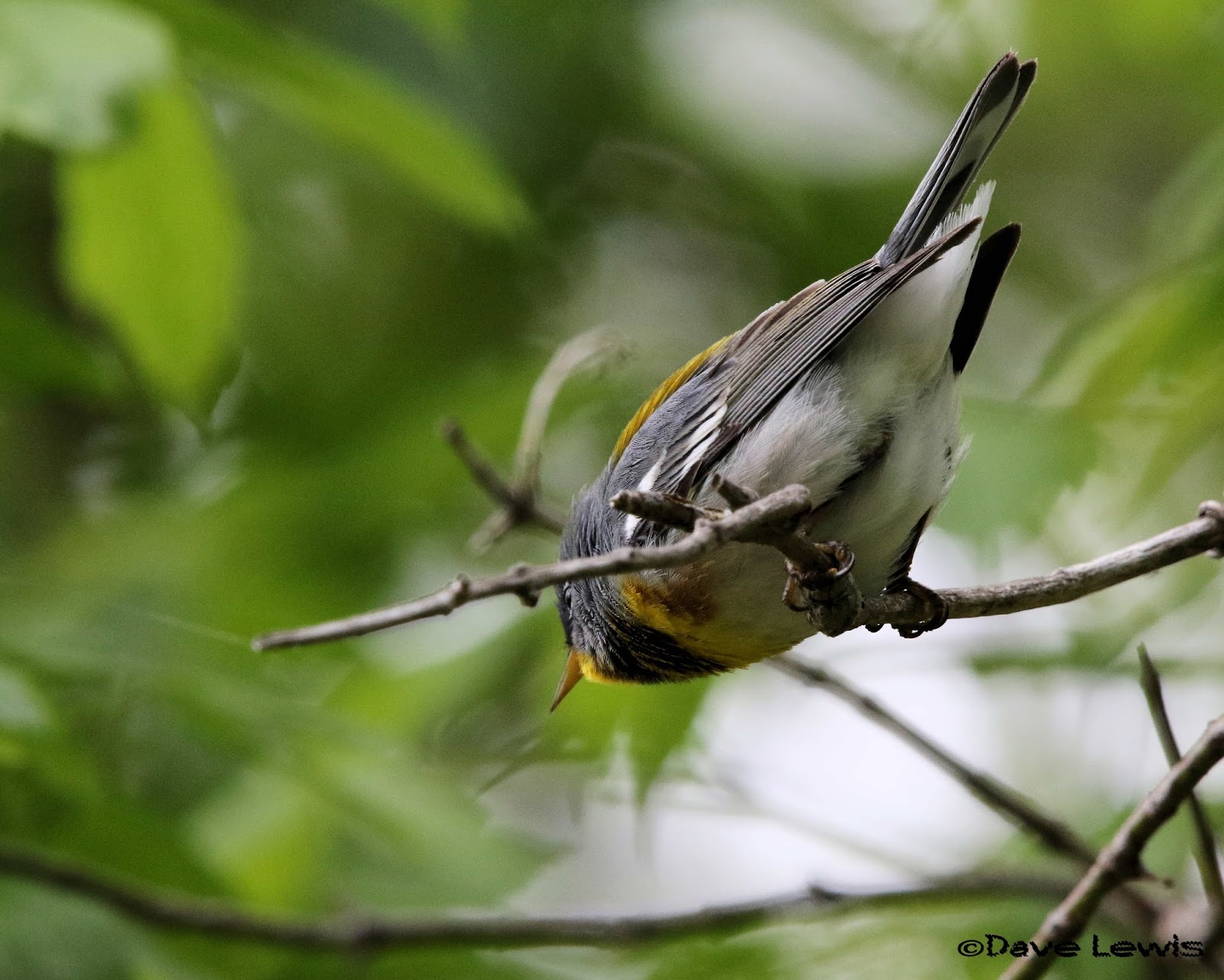 Birds from Behind : THE BIGGEST WEEK IN AMERICAN BIRDING...well maybe ...