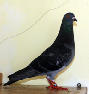 Ciri Fisik Burung Merpati Tinggi | Burung Kontes