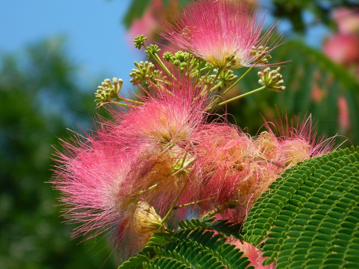LA MULTI ANI, ROMANIA!: Flori rosii exotice
