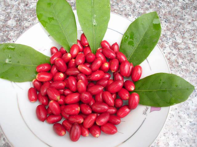 Jual Bibit Pohon Buah Ajaib Miracle Fruit