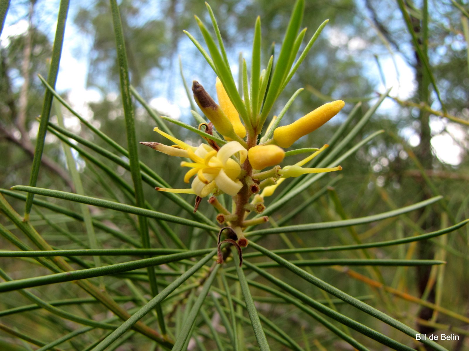 Flora Friday in Oz: Castlereagh Nature Reserve 25.1.13