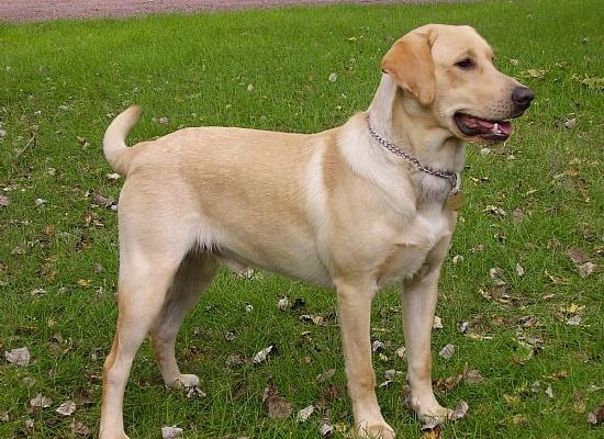 Lo que quieras saber de tu perro: Labradores