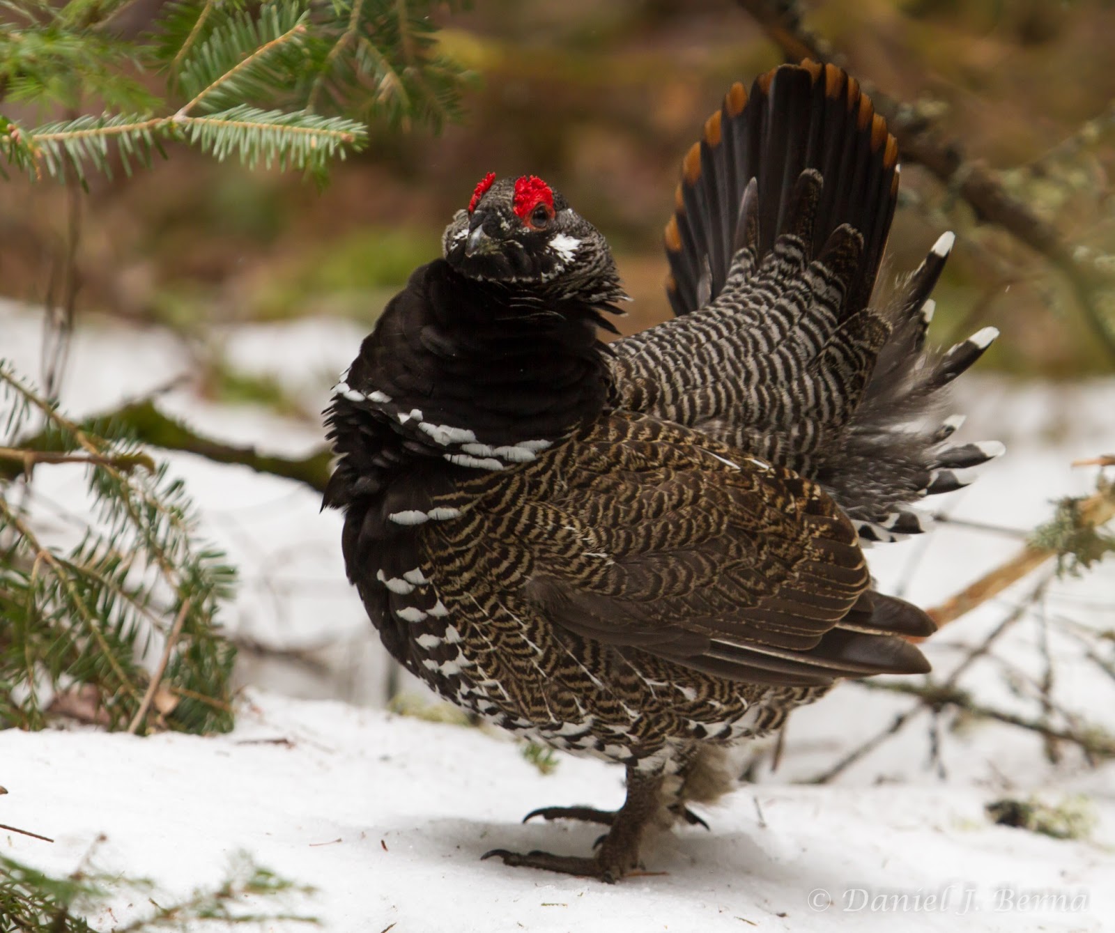 Daniel Berna Photography: Spruce Grouse