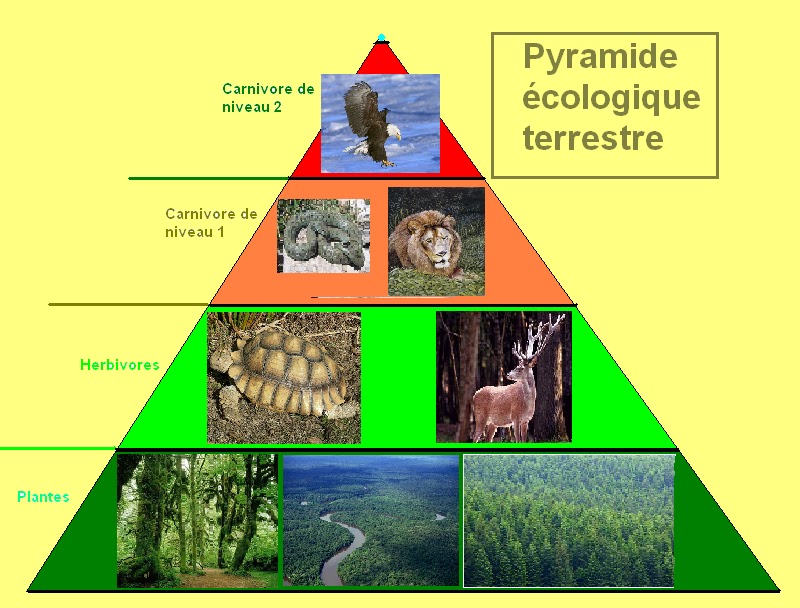 "Terre à nos pieds": Les êtres vivants dans notre écosystème