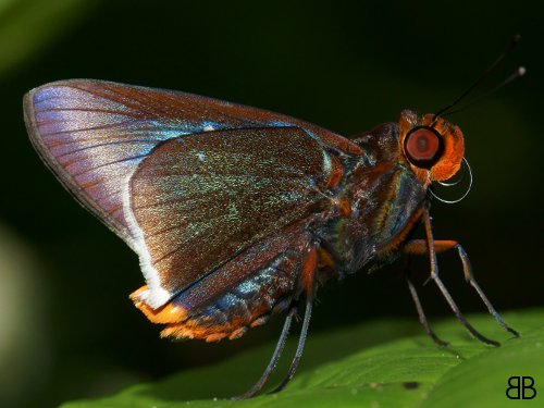 Butterfly photography: Each butterfly species is important