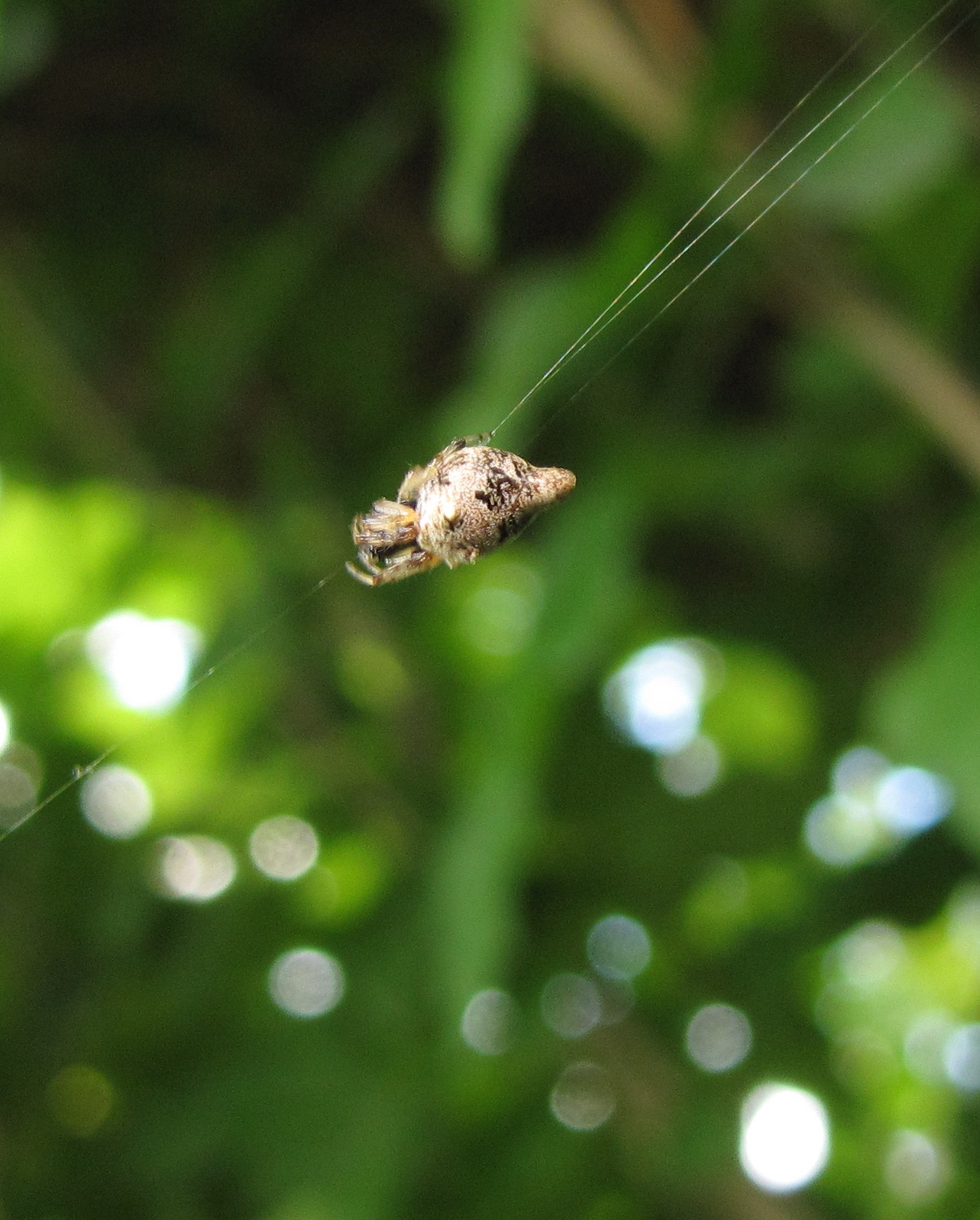 Bug Eric: Spider Sunday: Trashline Orb Weavers