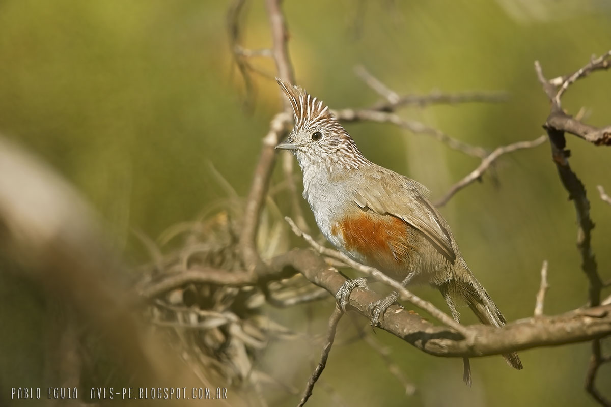 mis fotos de aves: Rhinocrypta lanceolata Gallito Copetón Crested Gallito