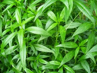 Tanaman Herbal Sambiloto ~ HerbalNewsPedia