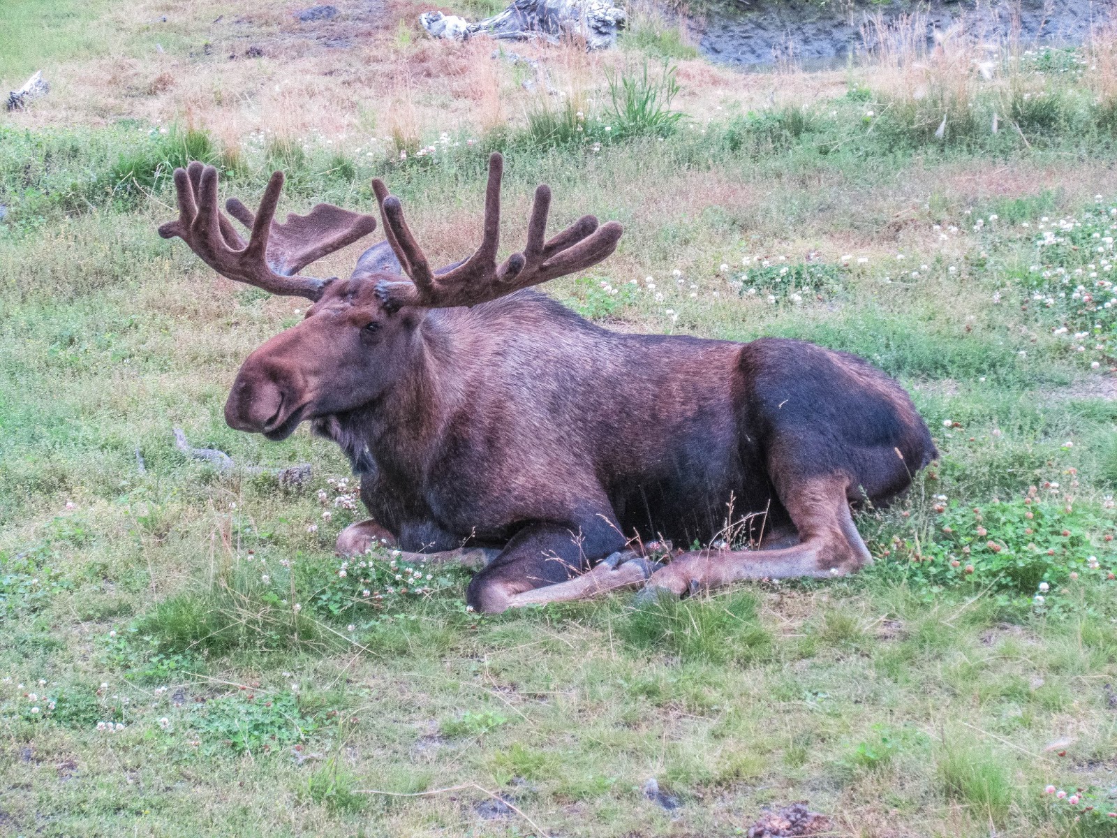Cannundrums: Alaska Moose