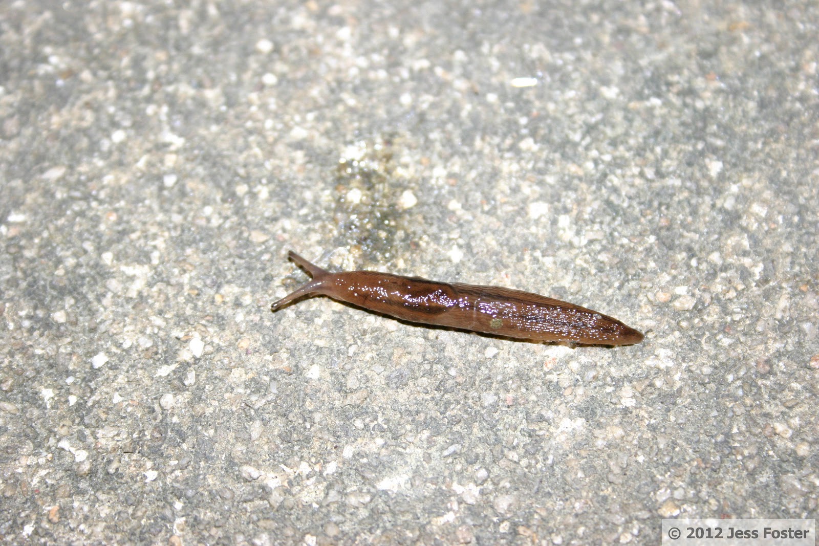 Sluggin' Along: Infected Slugs: Case #2