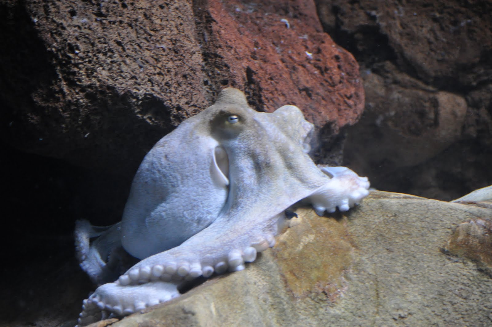 ZOOTOGRAFIANDO (MI COLECCIÓN DE FOTOS DE ANIMALES): PULPO COMÚN ...