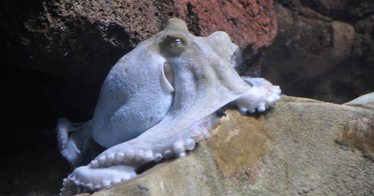 ZOOTOGRAFIANDO (6.100 ANIMALS): PULPO COMÚN / COMMON OCTOPUS (Octopus ...