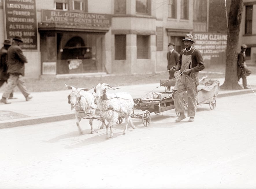 A pair of goats pulling a cart. The picture was taken around 1910 ...