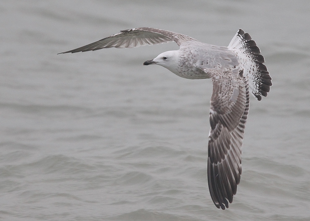 Richard Smith - Birdwatching Days Out: GLAUCOUS GULL, juvenile, CASPIAN ...