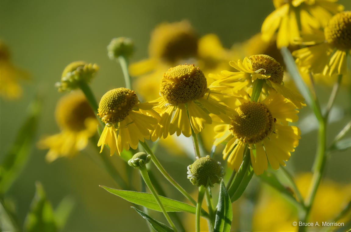 Prairie Hill Farm Studio: Plant of the Week - Sneezeweed (Helenium ...