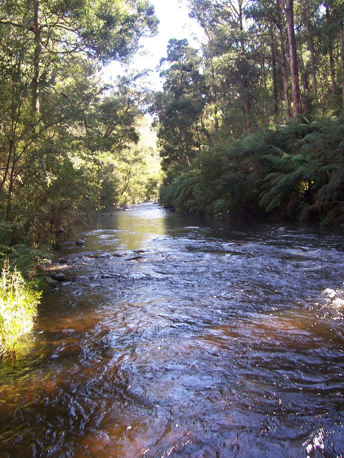 The Flyfisher Online