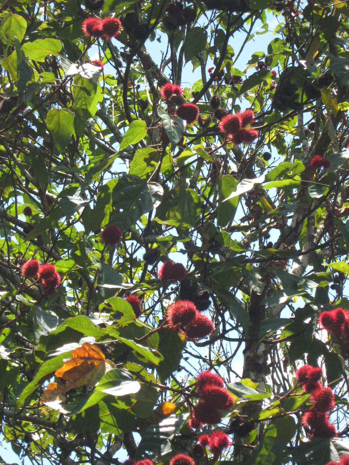 Herbario Digital CARPIO - IASA (DICOTILEDÓNEAS): BIXACEAE Y BORAGINACEAE