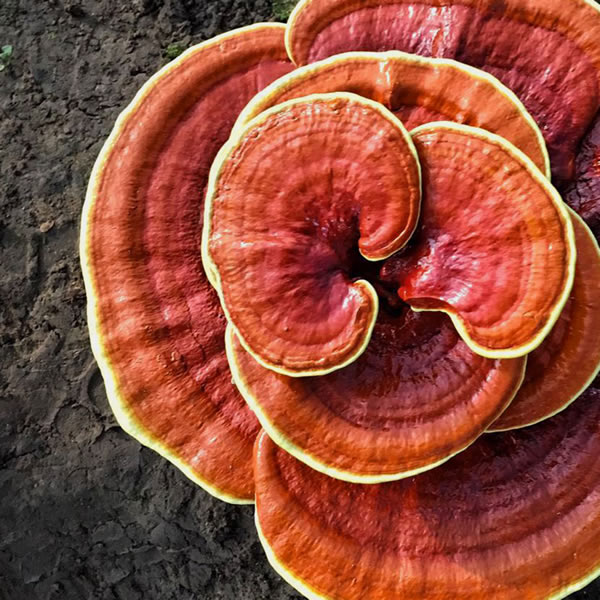 About Health: Ganoderma