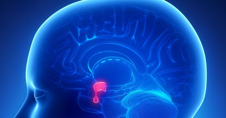 Health is a Journey: The 'Master Gland' your Pituitary