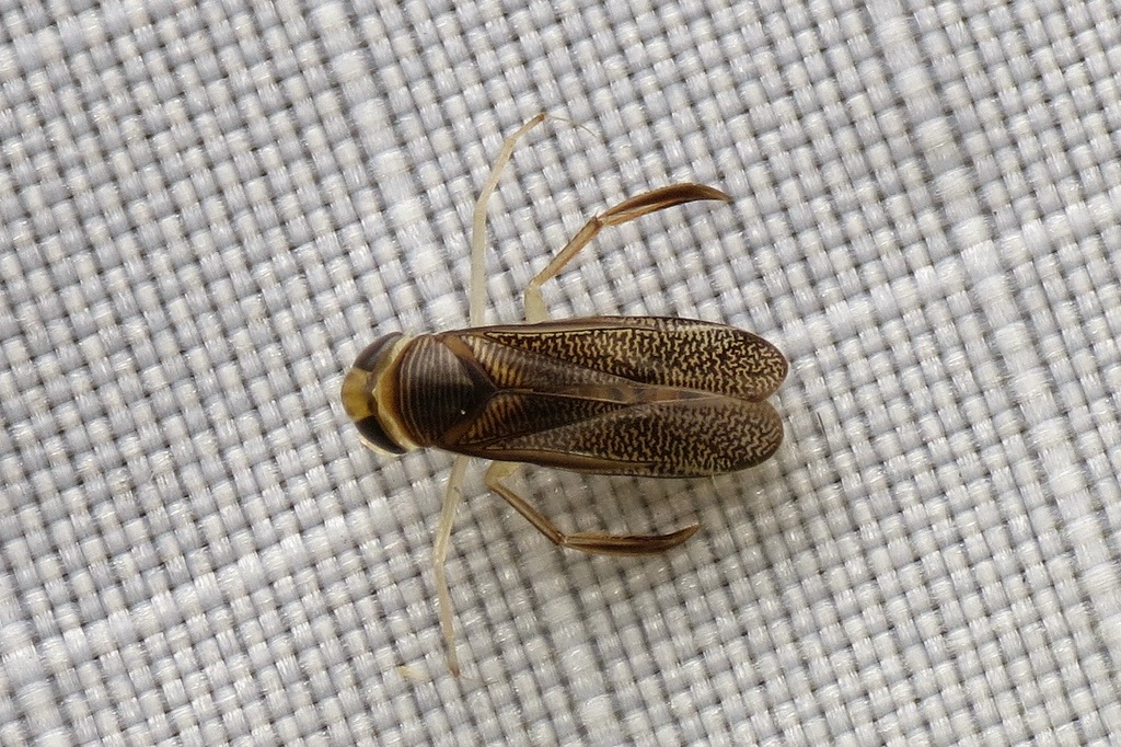 Species of UK: Week 29: Water Boatmen (‘Corixa’ and ‘Notonecta’)