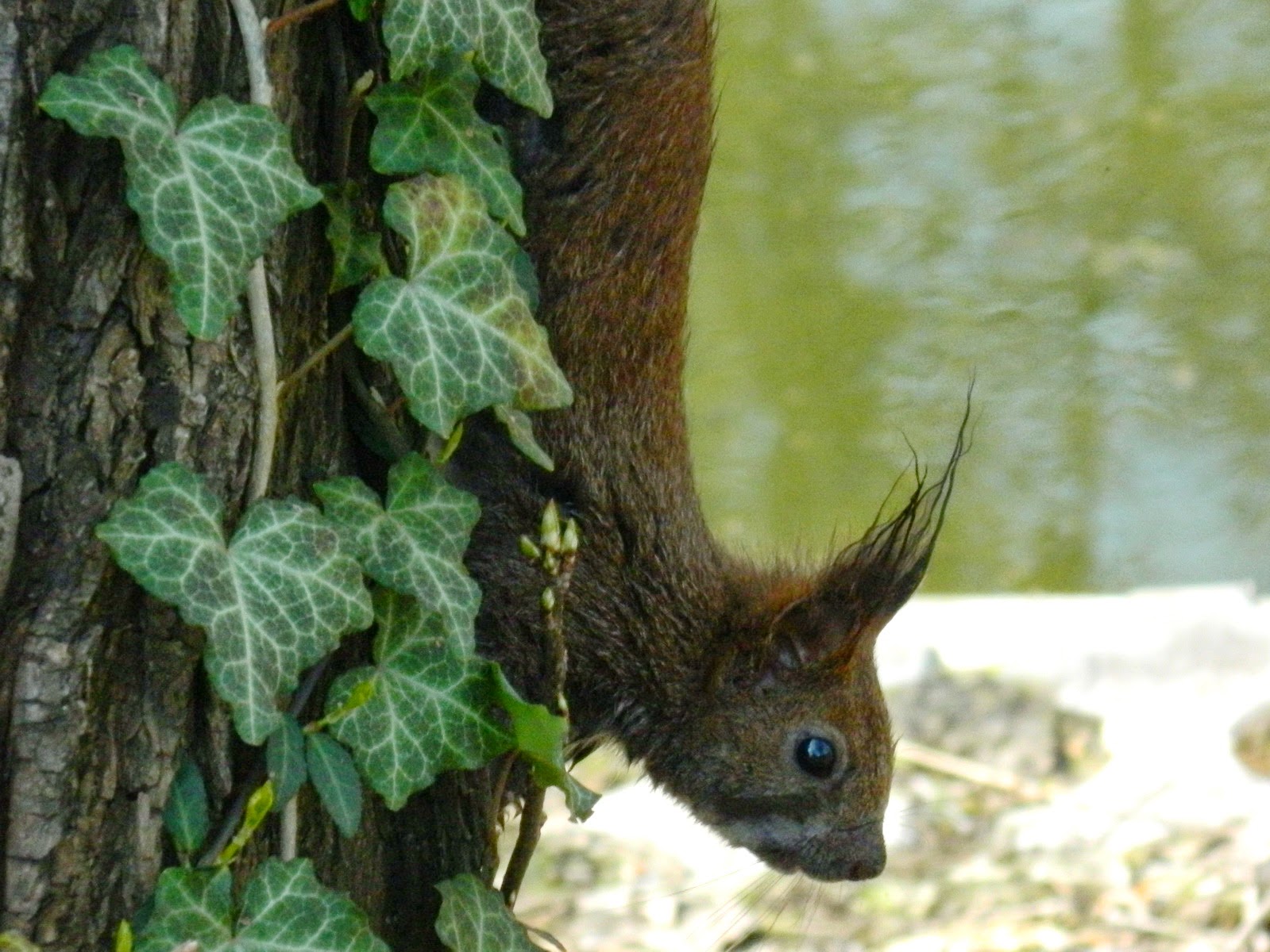LA MULTI ANI, ROMANIA!: Veverita