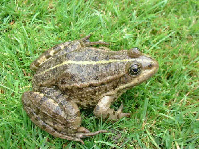 HD Animals: indian frog