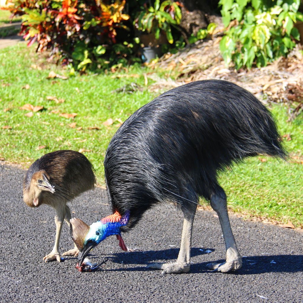 News from Coquette Point