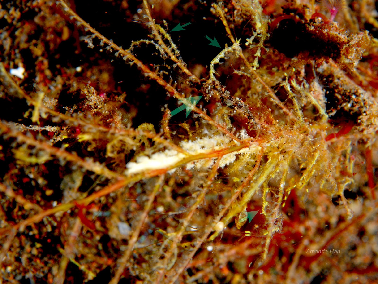 二星板機魨: 麥桿蟲 Caprella sp. 與海蛞蝓 Kaibero phasmida - 好擠的水螅