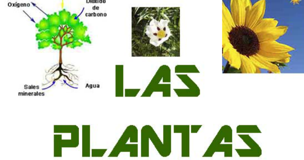 El aula virtual de 5ºA. CEIP Escuelas Nuevas.: UNIDAD 4: Las Plantas