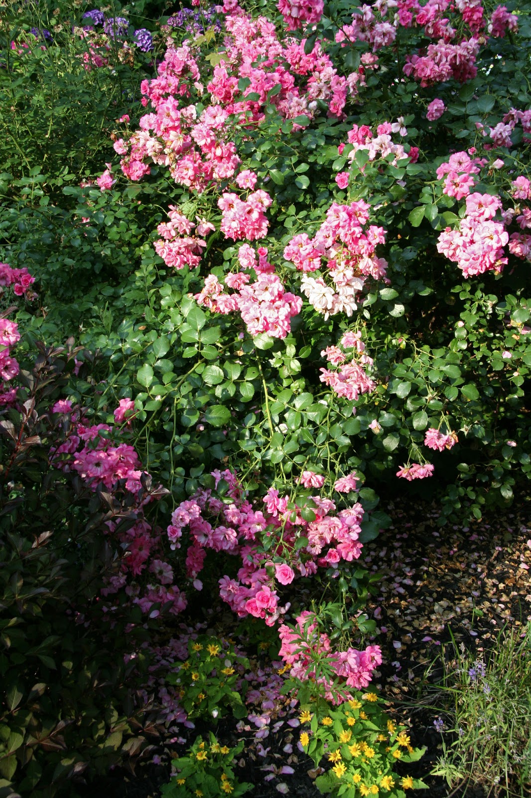 Daffodils & Daydreams: Flower Garden in June