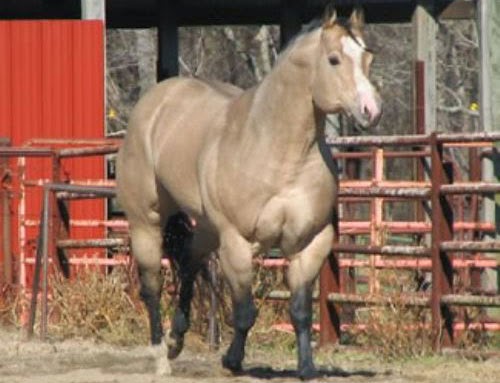 Animals Are Really Animals - Beast Bodybuilding Motivation ...