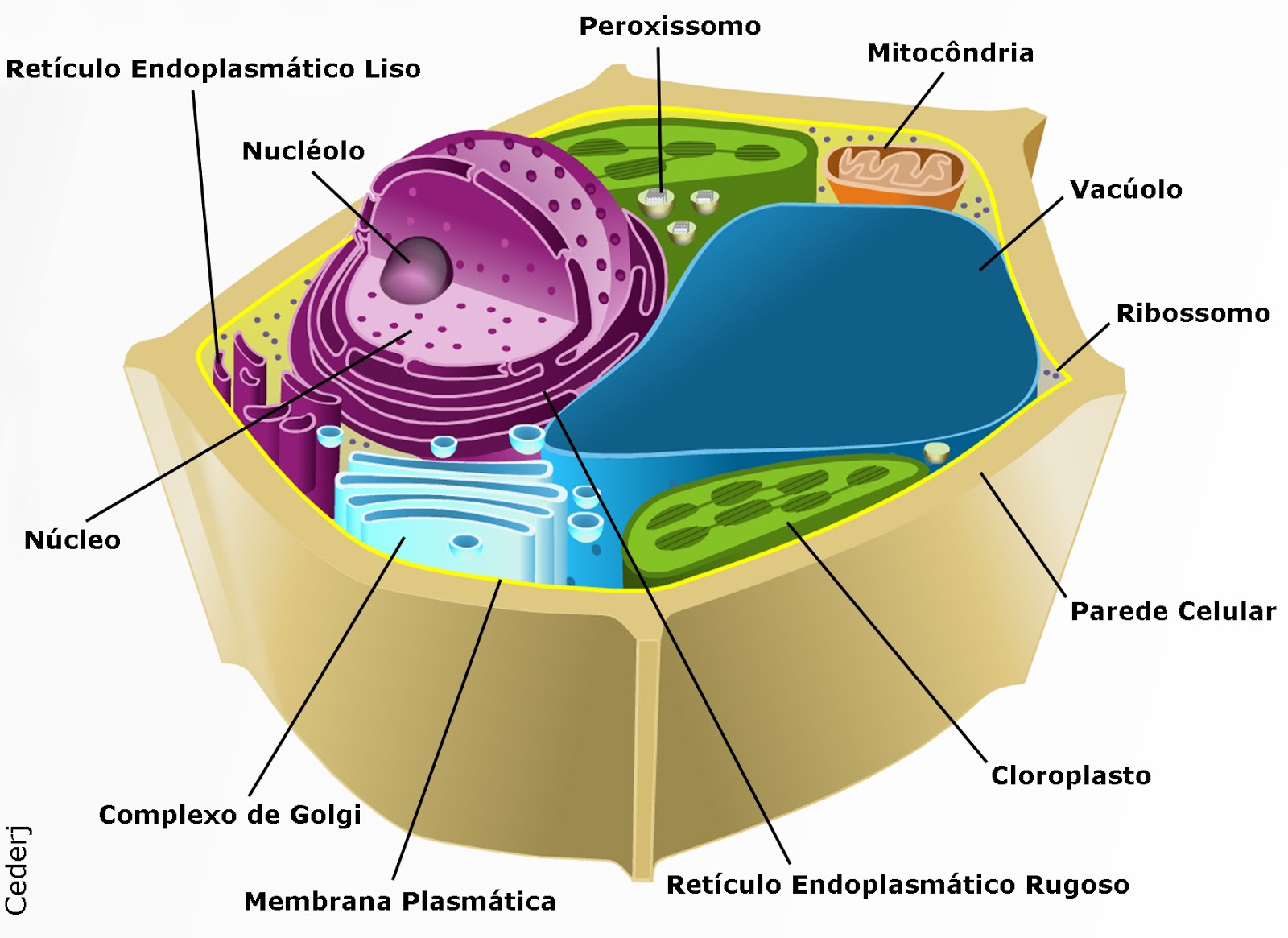 El Esquema De La Celula El Esquema De La Celula Vegetal | Images and ...