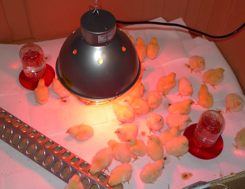 Brooding Chicks and Building a Coop - Backwoods Mama