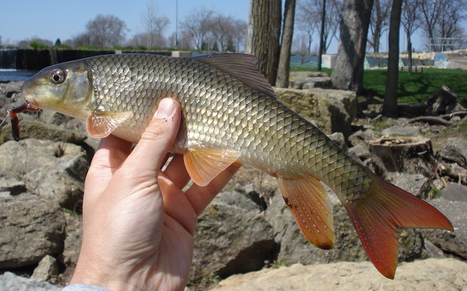 Ben Cantrell's fish species blog: Spring carp, redhorse, and suckers