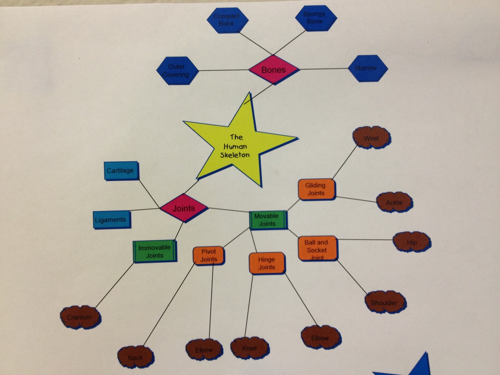 Bits and Pieces of Middle School: Skeletal System Concept Maps