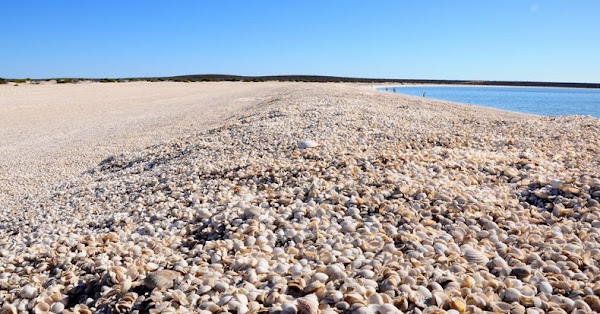 4 Amazing Shell Beaches Around the World | Amusing Planet
