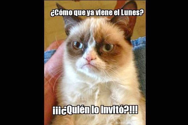 MEXICOGEEK: MEMES DEL GATITO ENOJADO GRUMPY CAT