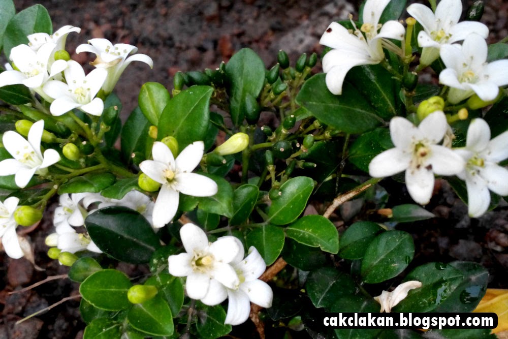 Cakclakan: Kemuning, si putih mungil yang tak hanya wangi