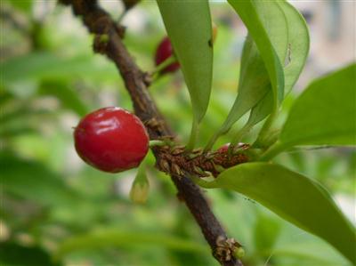 Alen: Claridad de Pensamientos: Masticar Hoja de Coca como Tradicion ...