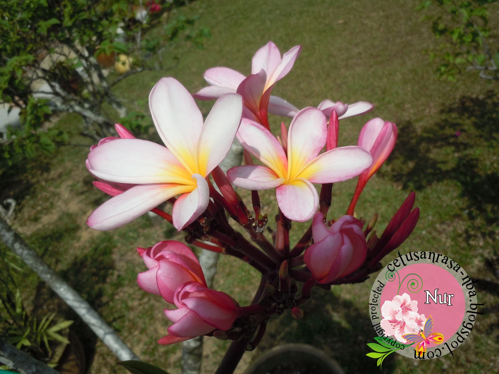 Cetusan Rasa: Bunga Kemboja Milik Bonda