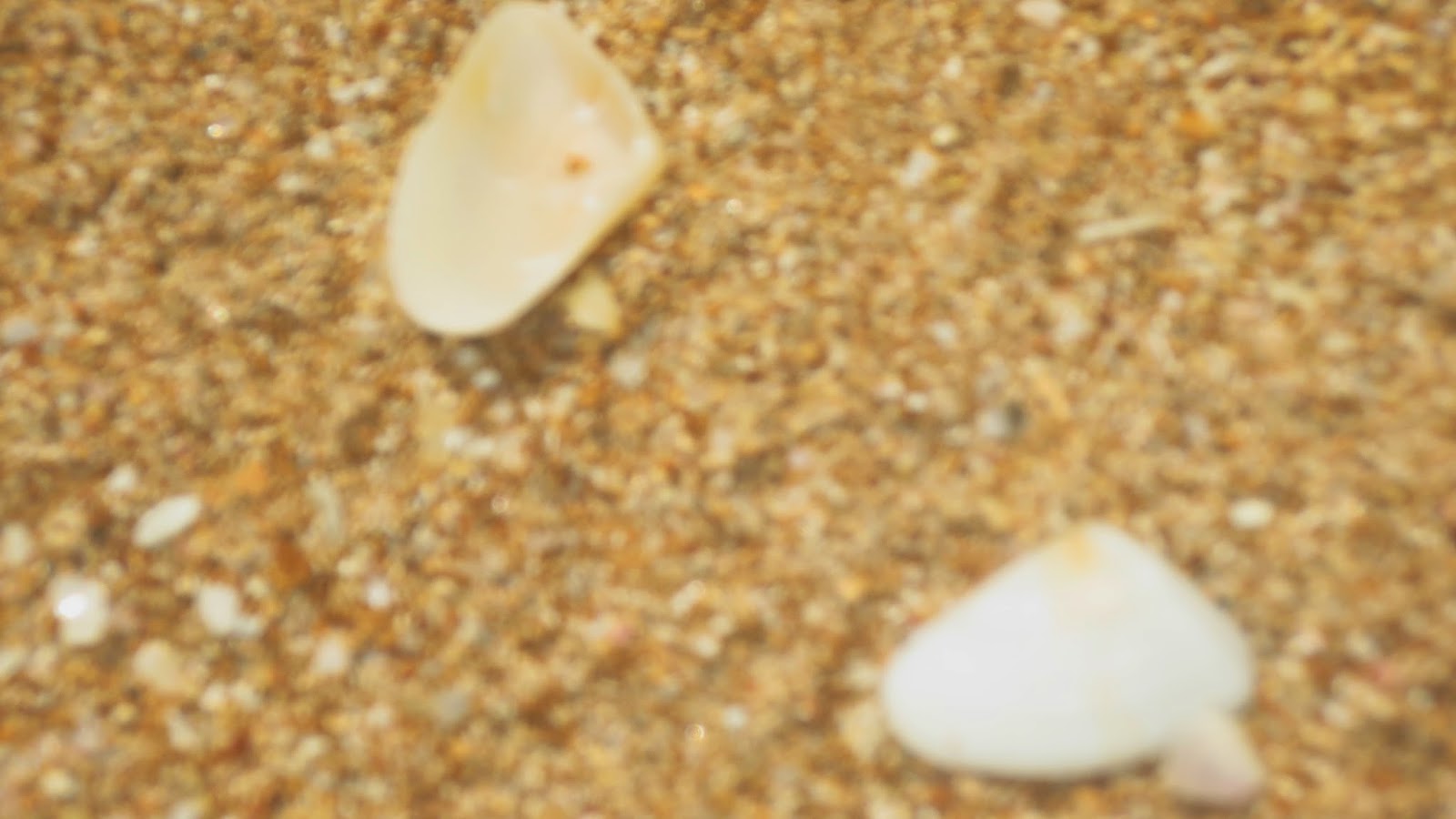 A SLICE OF MY COUNTRY LIFE: CHIP-CHIP