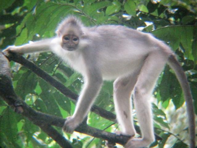 Laberinto en extinción: Surilí de Sumatra (Presbytis melalophos)