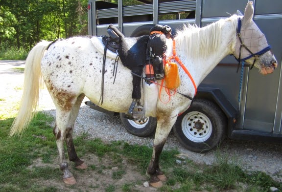 Endurance Granny: Fitting the Crupper from Two Horse Tack