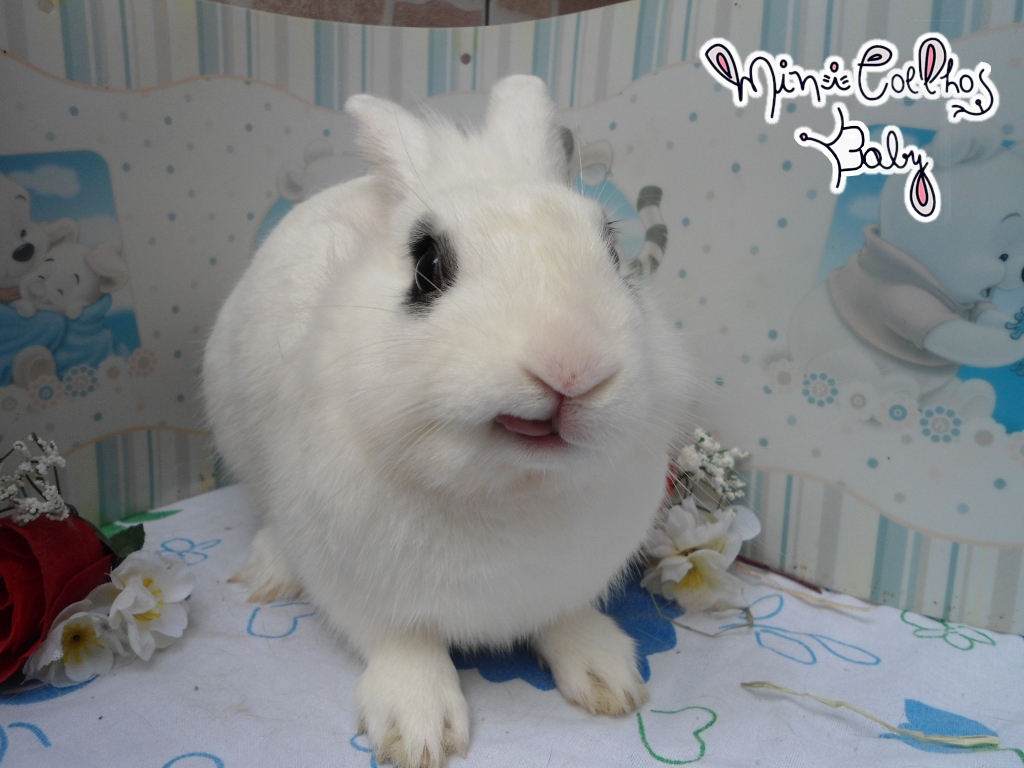 Mini Coelhos Baby: Hotot: Macho