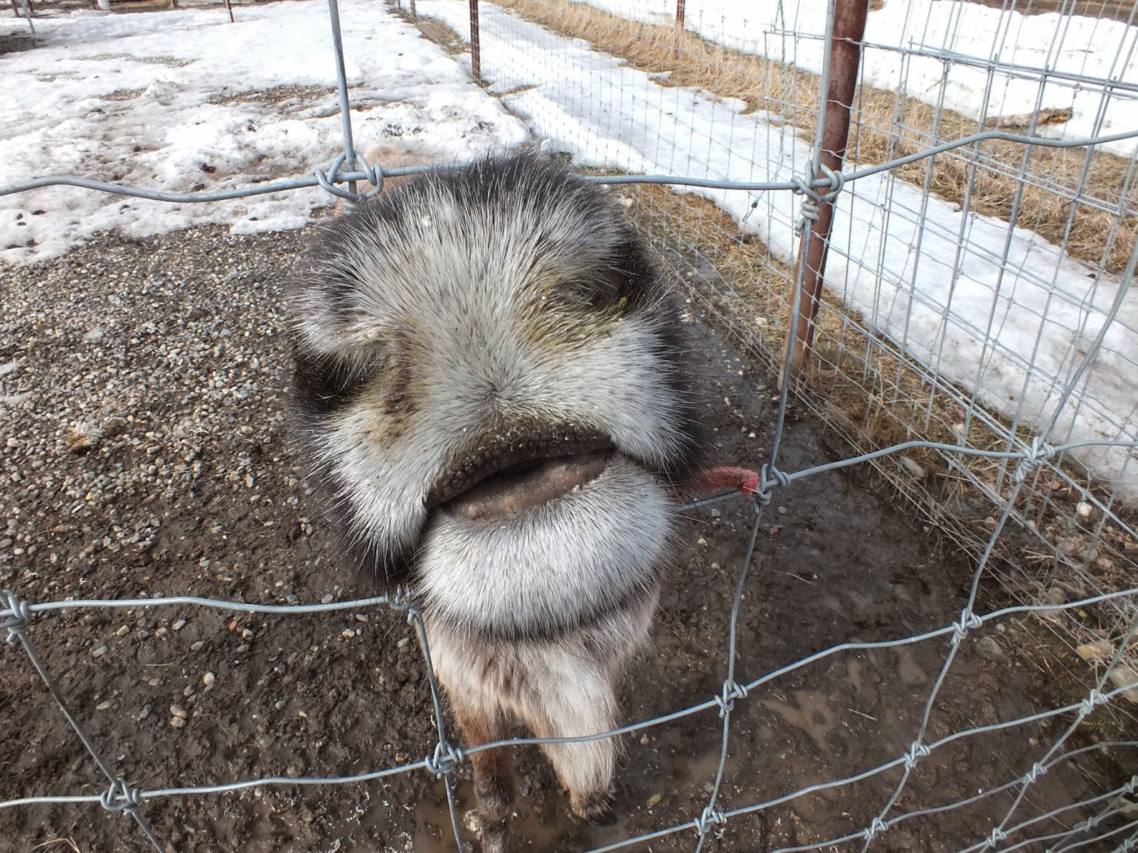 Imajin8: Reindeer: “Cattle of the North”